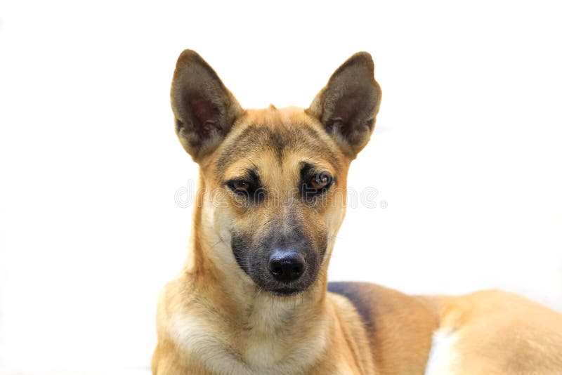 The Face of the Dog that is Staring Stock Photo - Image of adorable ...