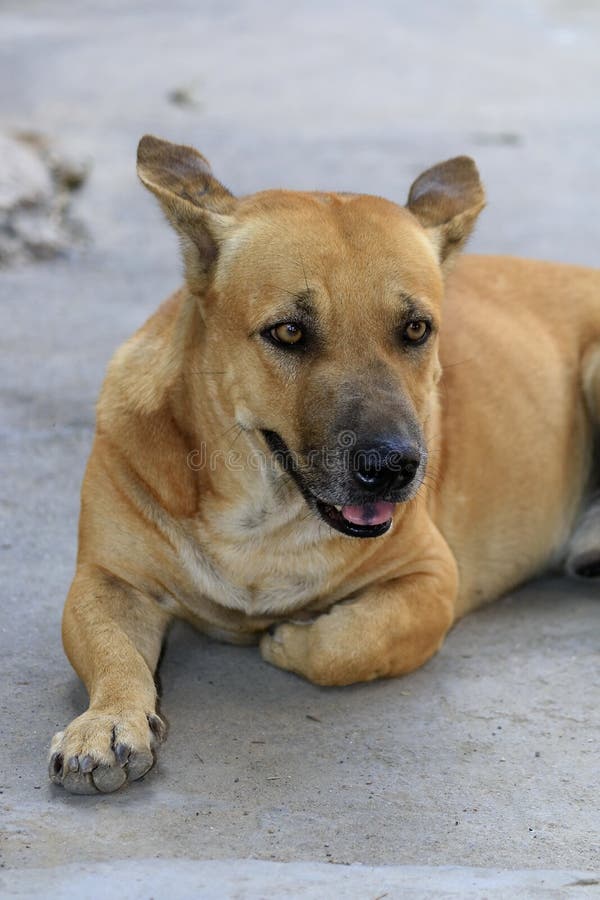 The Face of the Dog that is Staring Stock Image - Image of nose ...