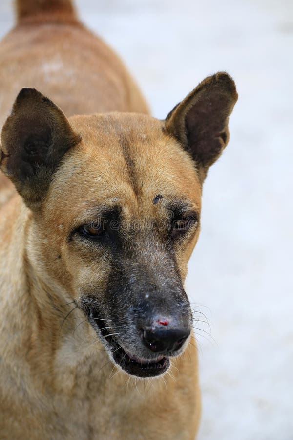 The Face of the Dog that is Staring Stock Photo - Image of expression ...