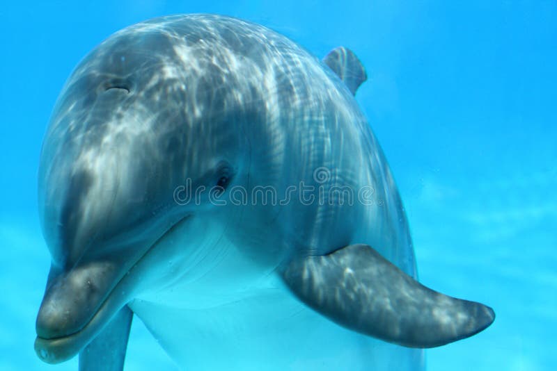 Face of Dolphin stock image. Image of bubble, glass, communication ...