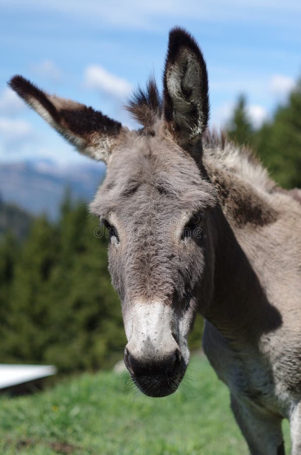 Face of donkey stock photo. Image of creature, cute, domestic - 53676606