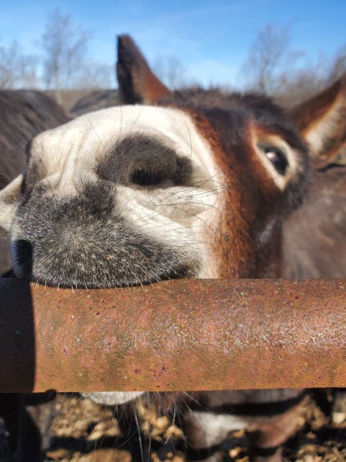 Face of donkey stock photo. Image of hand, skin, horn - 220507210