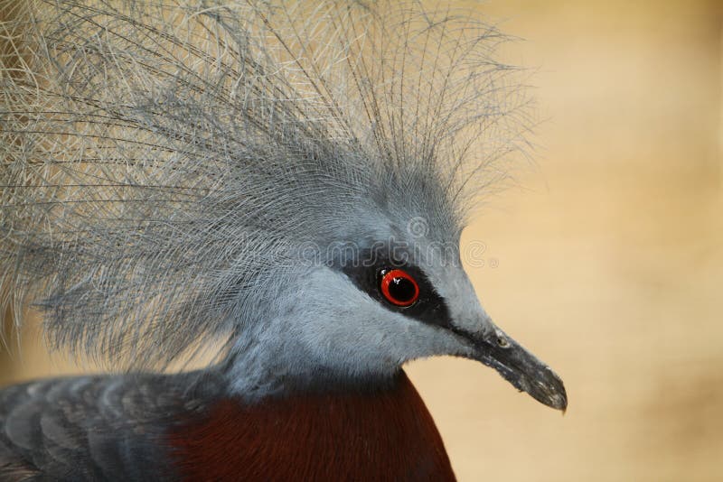 The Face of a Dove with Red Eyes Stock Photo - Image of duck, sketch ...