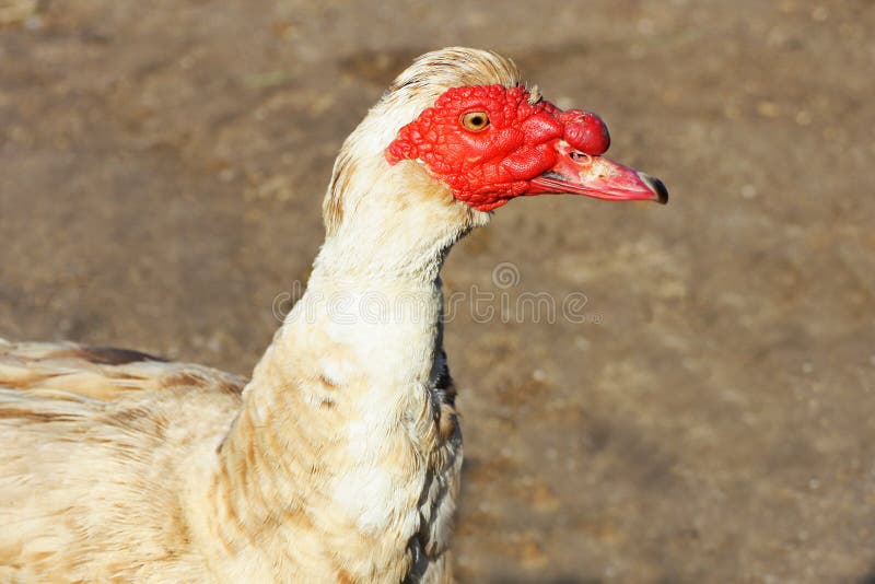 Face ducks close-up. stock image. Image of birds, closeup - 109201363