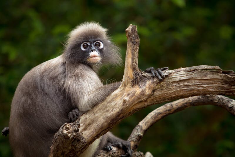 Female Dusky Langur, Dusky Leaf Monkey, Spectacled Langur ...