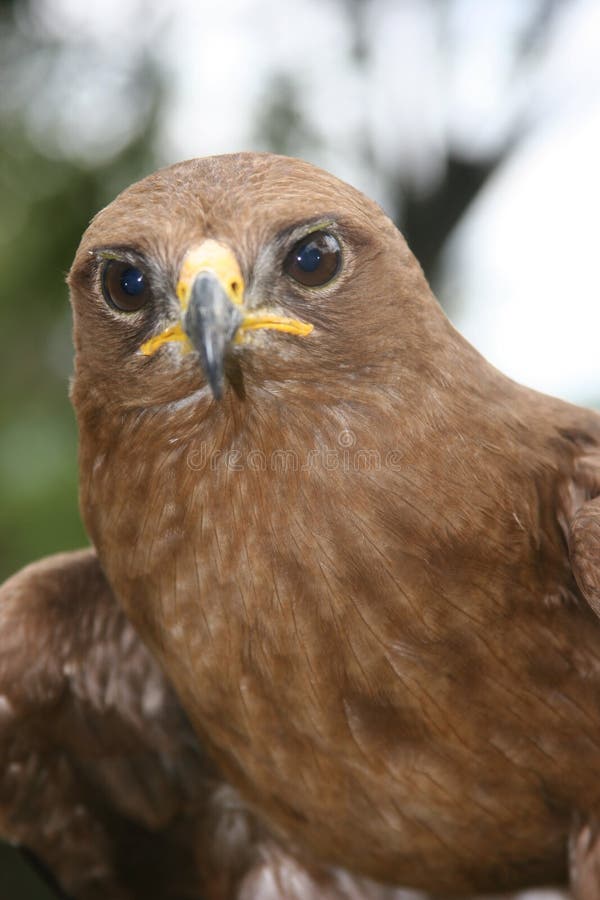 Face Of An Eagle Picture. Image: 293195
