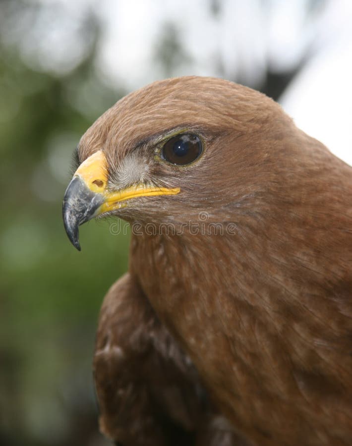 Face of an Eagle stock photo. Image of flight, brown, watching - 293196