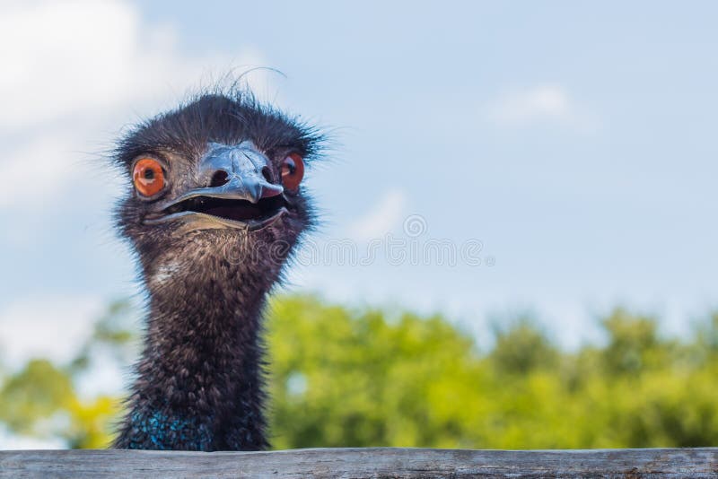 Emu Frontal Stock Photos - Free & Royalty-Free Stock Photos from Dreamstime