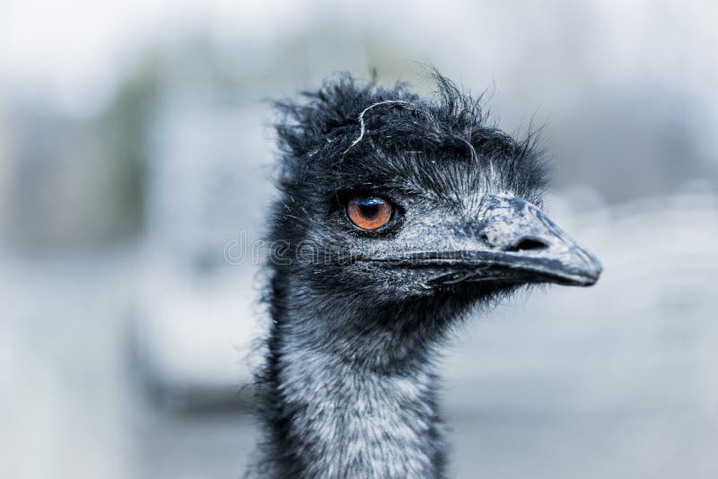 Emu Face Stock Photos - Download 2,442 Royalty Free Photos