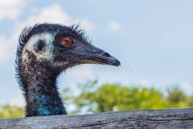 Face Emu Right Side Stock Photos - Free & Royalty-Free Stock Photos ...