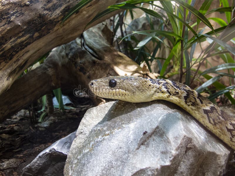 Face and Eyes of a Snake at the Zoo Stock Photo - Image of head, venom ...