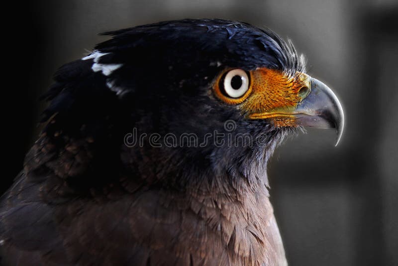 Face To Face with the Crested Lark Stock Image - Image of colour ...