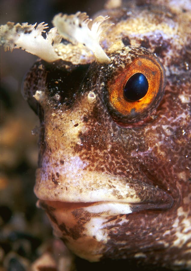 Fish looks like human face stock photo. Image of spot - 4548584