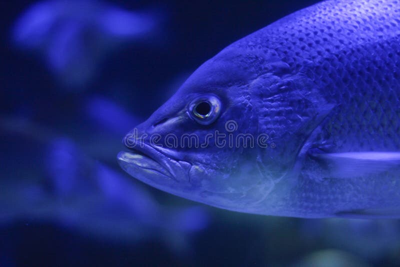 Face of a fish underwater stock photo. Image of background - 176864140