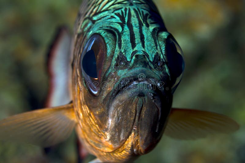 Fish Face Stone Carved Sculpture On Rock Wall Grotto Stock Photo ...