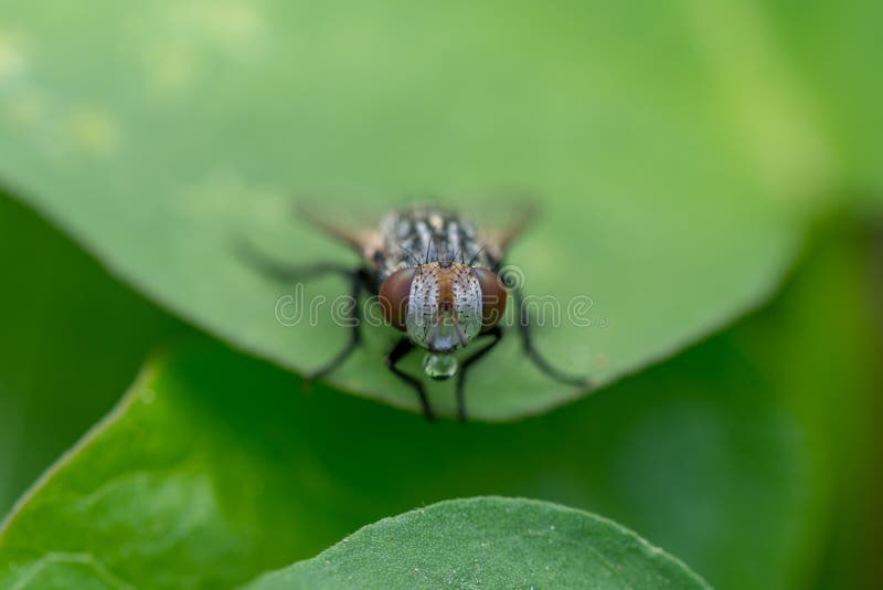 Face of fly stock photo. Image of nature, food, legs - 77148118