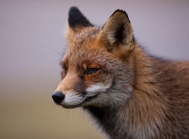 Face of a fox stock image. Image of fangs, east, outdoors - 23228745
