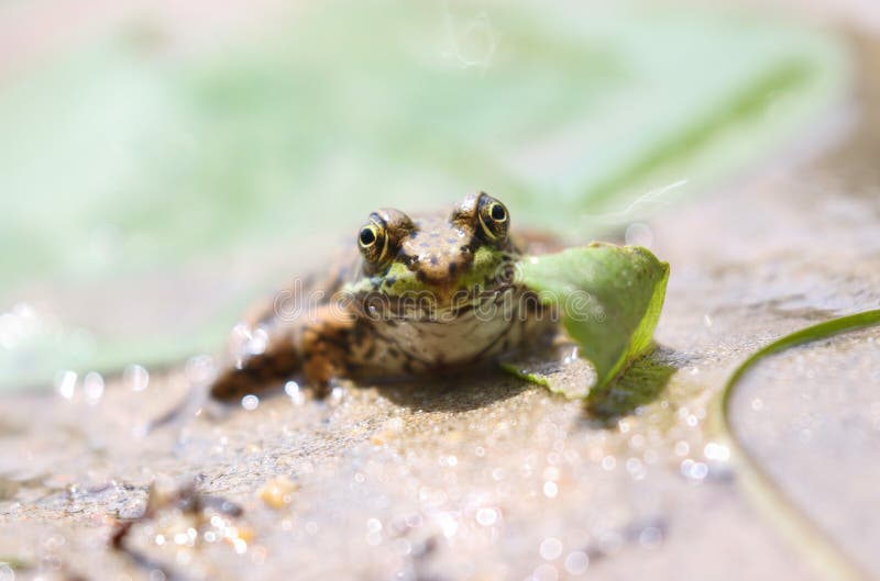 Face of frog stock image. Image of green, frog, beauty - 135422859