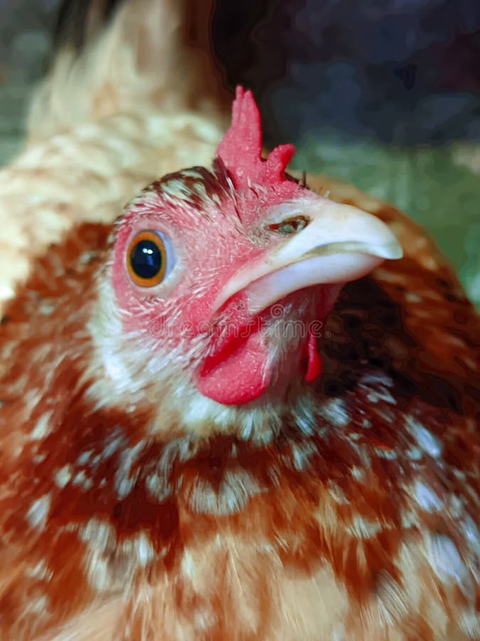 The Face of the Front of a Rooster. Eyes, Beaks Stock Photo - Image of ...