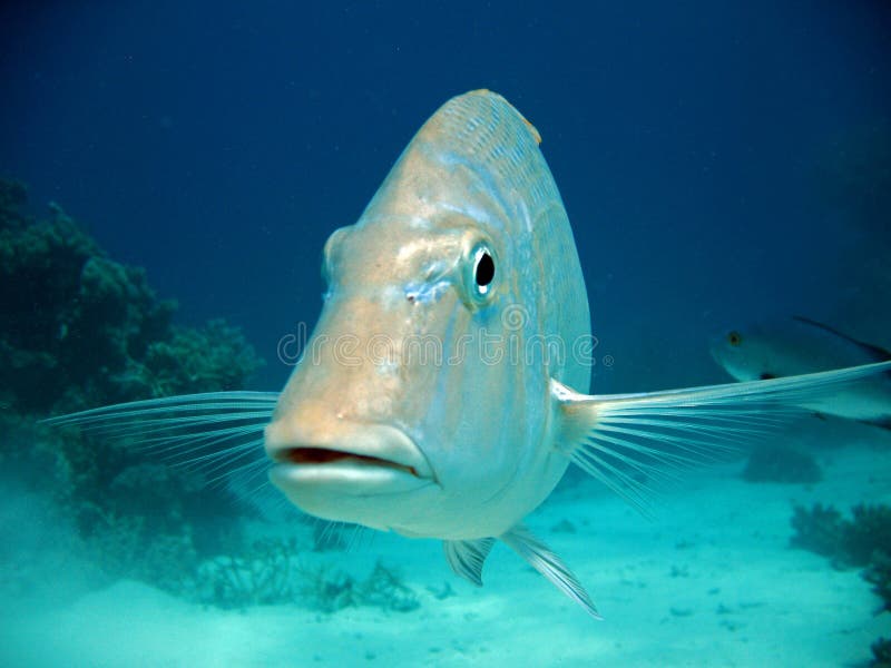 Face Full of Fish stock image. Image of friend, full, water - 5041151