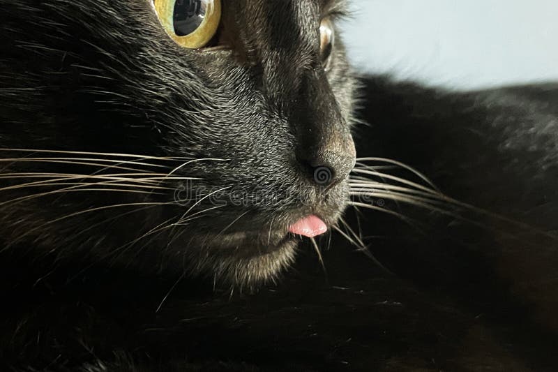 A Face of a Funny-looking Black Cat with Its Cute Tongue Stock Image - Image of mammal ...