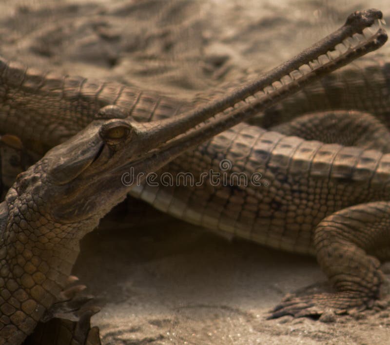 Aliator Stock Photos - Free & Royalty-Free Stock Photos from Dreamstime