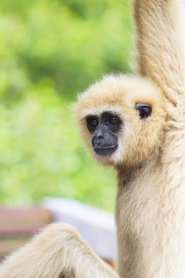 2,024 Gibbon Face Photos - Free & Royalty-Free Stock Photos from Dreamstime