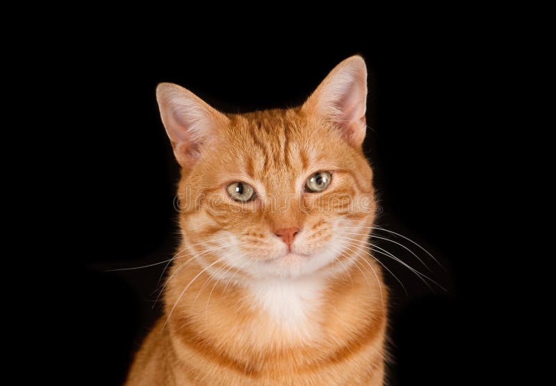 Face of a ginger cat stock photo. Image of nature, beautiful - 40660318