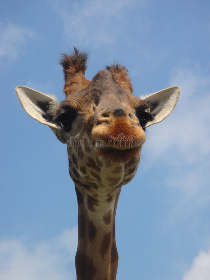 Face of giraffe stock image. Image of brown, hair, giraffe - 5425383