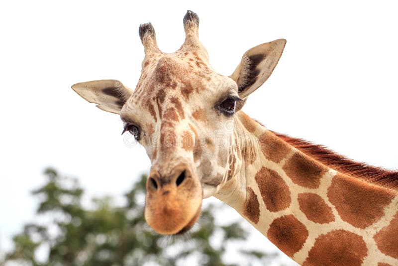 Face of Giraffe in Portrait Style Stock Photo - Image of nature ...