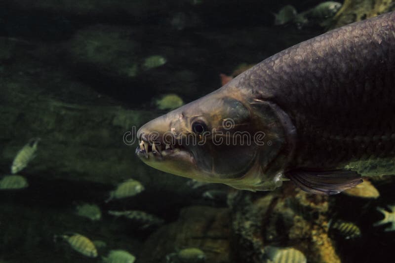 Face of Goliath Tigerfish Side View Close-up Stock Image - Image of ...