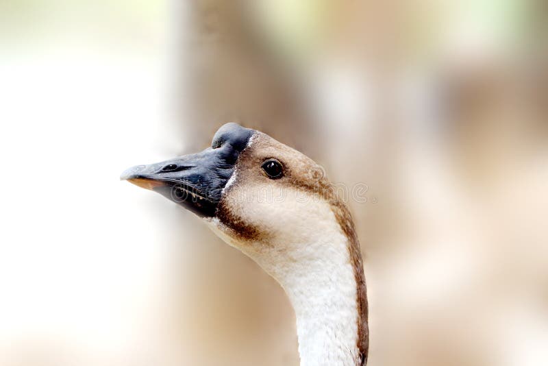 Goose face looking stock photo. Image of beautiful, sight - 19095512