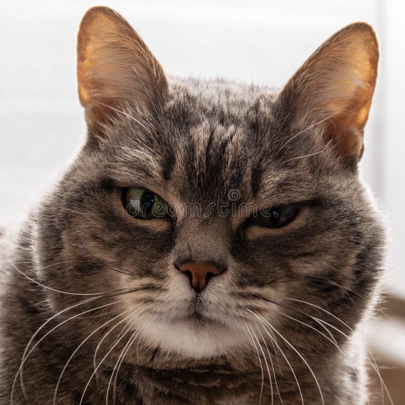 The Face of a Gray Cat Close-up. Stock Image - Image of grey, nature ...