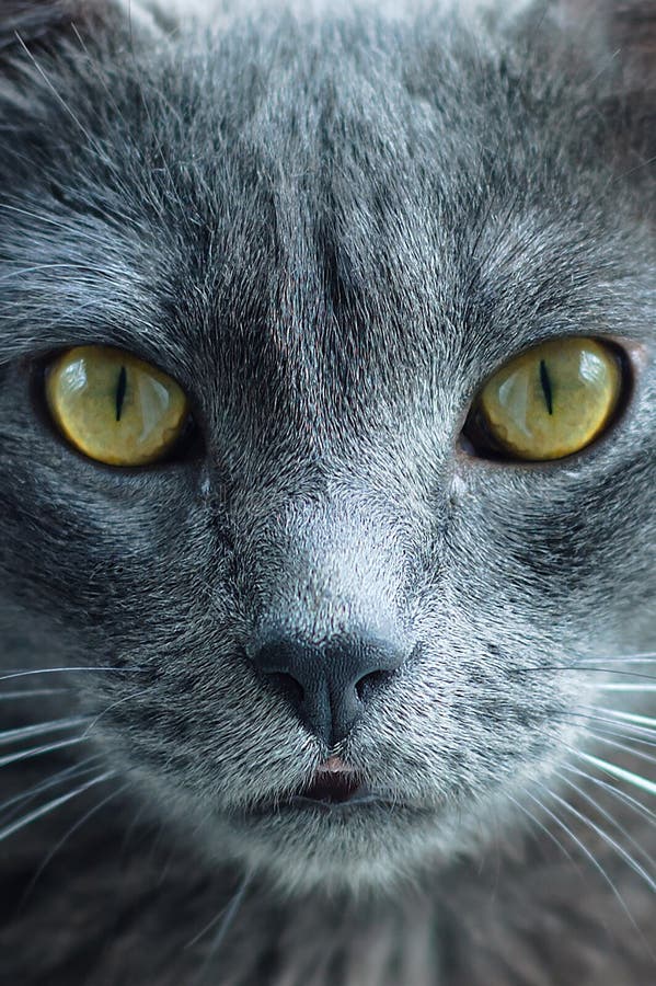 Face of Gray Cat Close-up. Gray Background Stock Image - Image of love ...