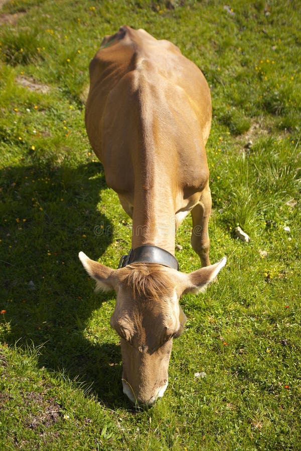 Face of a Grazing caw stock photo. Image of live, dairy - 111046360
