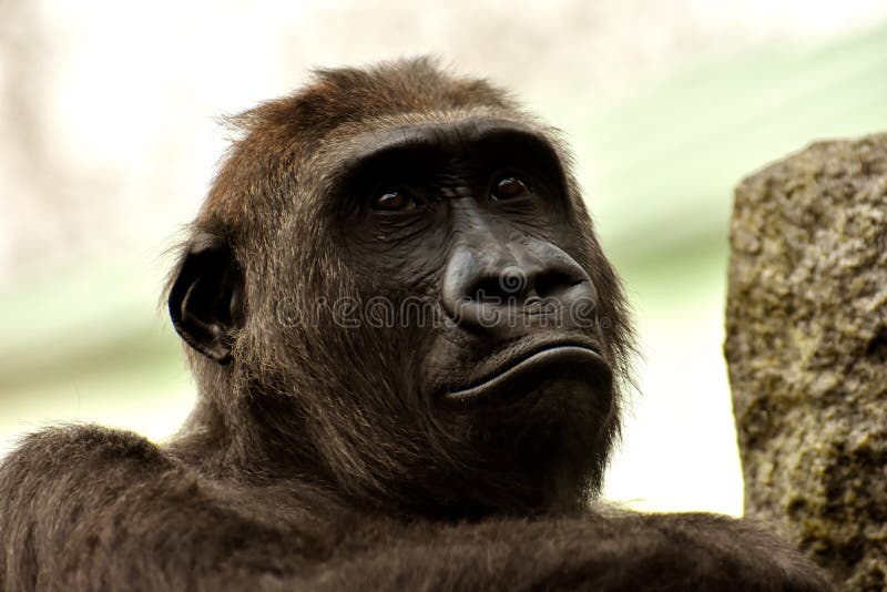 Face, Great Ape, Fauna, Mammal Picture. Image: 115806111