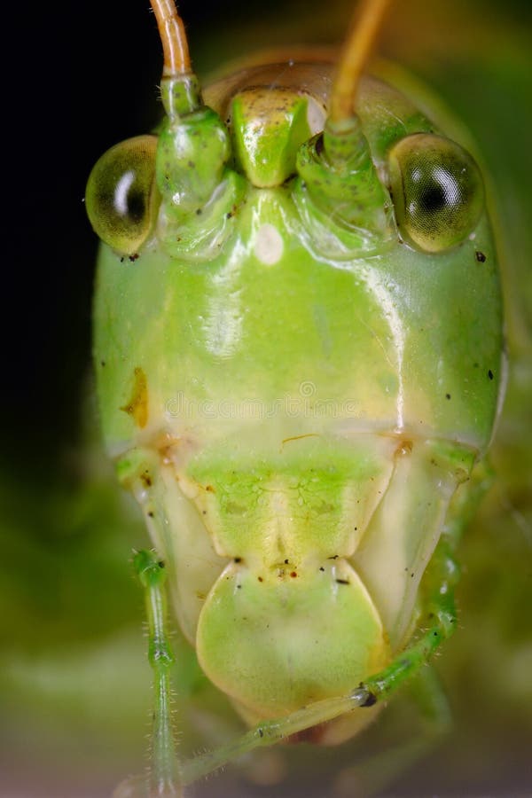 Face of green grasshopper stock photo. Image of face - 54834654