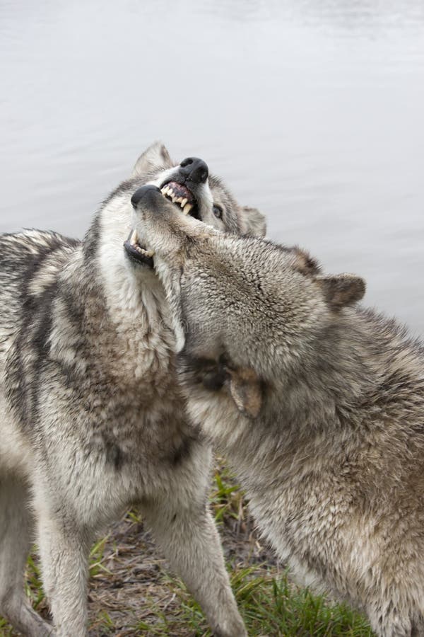 Wolf Pack Greeting Stock Photos - Free & Royalty-Free Stock Photos from ...