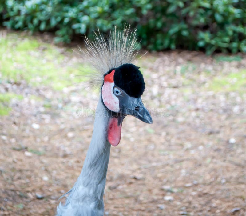 Crane face in the marina stock photo. Image of lift, yacht - 18659528