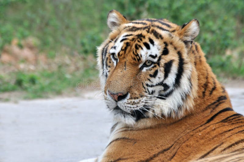 Face of a grown tiger stock photo. Image of rest, face - 24002086