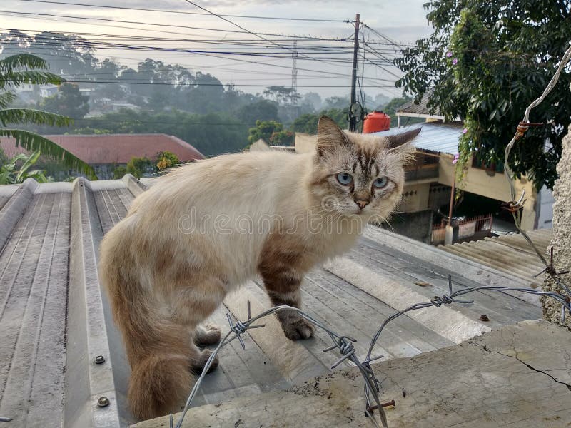 A Face of Handsome Cat on the House Root Stock Image - Image of face ...