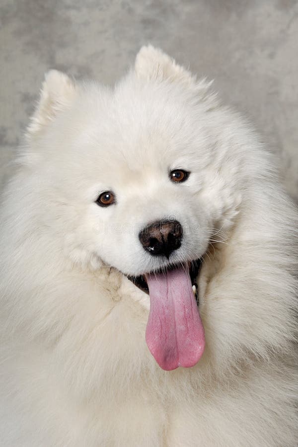 Face of happy samoyed dog stock photo. Image of single - 37421992