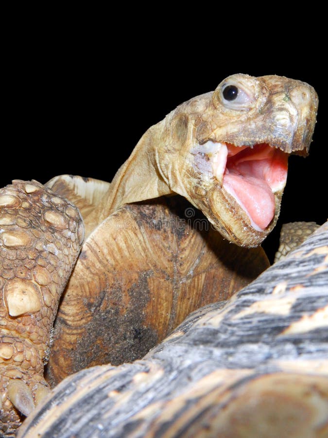 Face of a happy tortoise stock image. Image of tortoise - 29417525