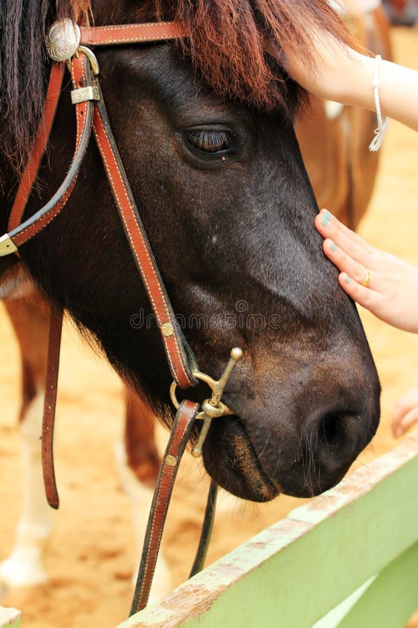 Face of horse stock image. Image of farm, horse, face - 25077249