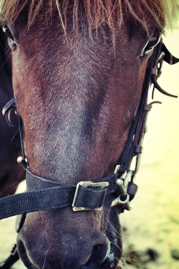 Face horse stock image. Image of ranch, livestock, outdoors - 34563475