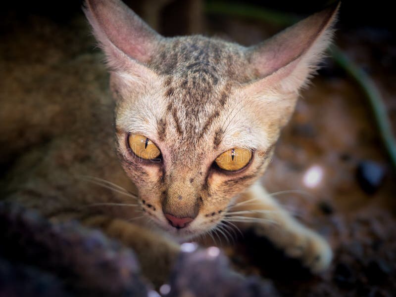 Face of Hungry Stray Cat stock image. Image of black - 164736725