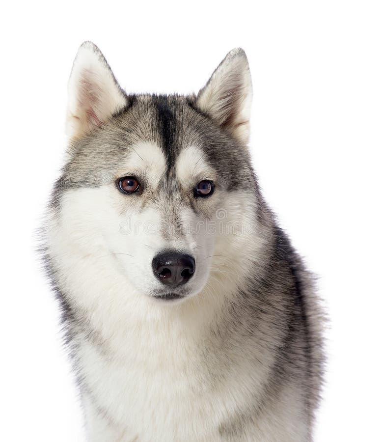 Face of the Husky stock photo. Image of face, dogface - 94296434