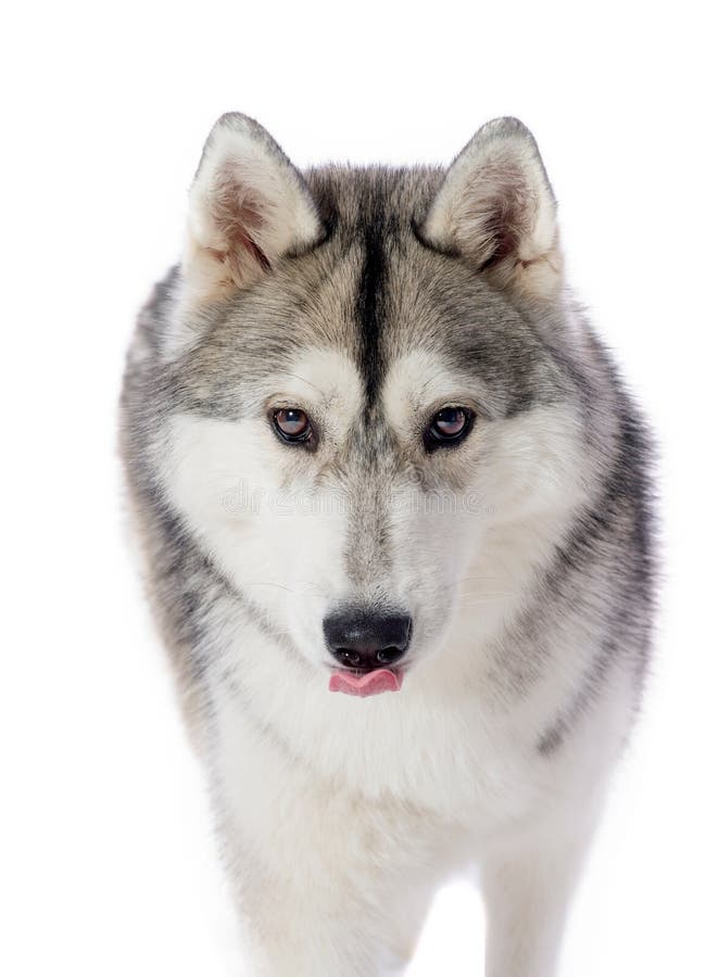 Face of the Husky stock image. Image of snout, animals - 94296715