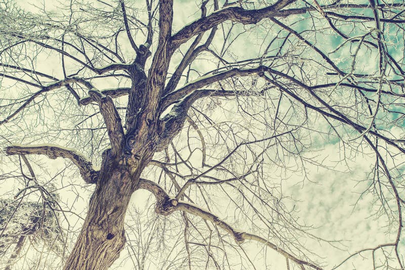Face in an Ice Covered Tree Stock Photo - Image of nature, covered ...