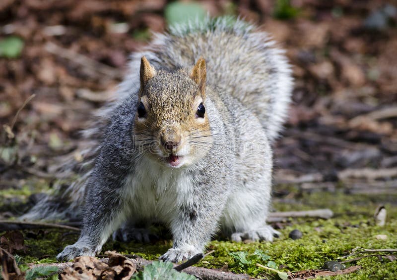 A Playful Grey Squirrel Ready To Pounce Stock Photo - Image of white ...